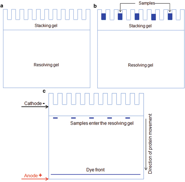 Detection of Aspartic Proteinase Activities Using Gel Zymography | SpringerLink