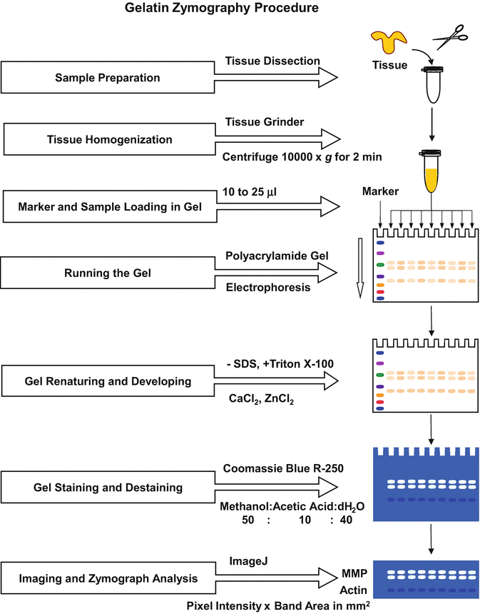 Zymography as a Research Tool in the Study of Matrix Metalloproteinase Inhibitors | SpringerLink