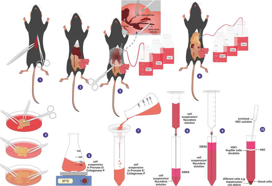 Isolation and Culture of Primary Murine Hepatic Stellate Cells | SpringerLink