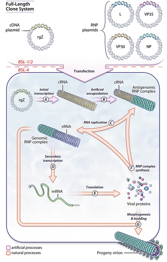 Generation of Recombinant Ebola Viruses Using Reverse Genetics ...