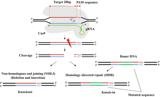 CRISPR/Cas9 | SpringerLink