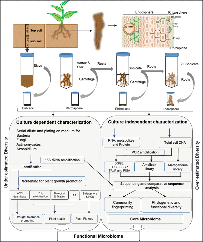 Rhizosphere Sampling Protocols for Microbiome (16S/18S/ITS rRNA ...