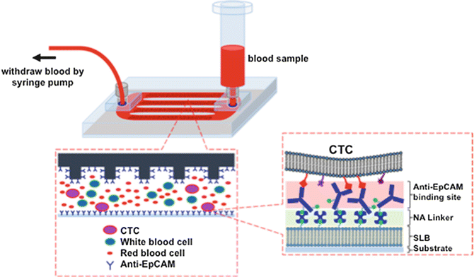Microfluidic Capture and Multiplex Immunofluorescence of Circulating ...
