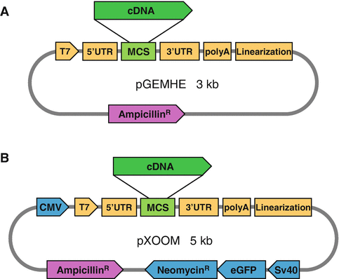 Ion Channels as Reporters of Membrane Receptor Function: Automated ...