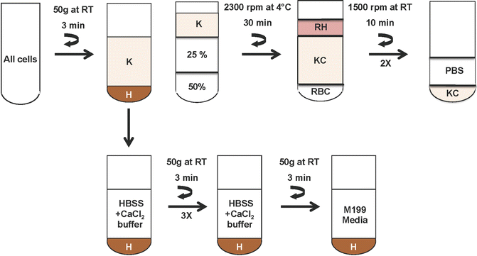 Isolation of Kupffer Cells and Hepatocytes from a Single Mouse Liver ...
