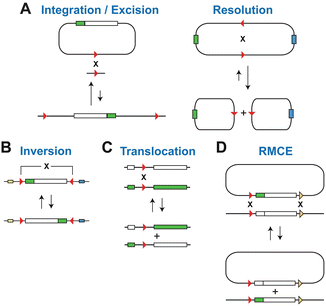 Dual Recombinase-Mediated Cassette Exchange by Tyrosine Site-Specific ...