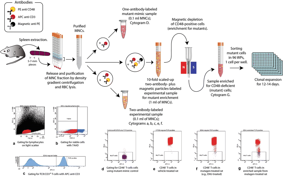 In Vivo Rat T-Lymphocyte Pig-a Assay: Detection and Expansion of Cells ...