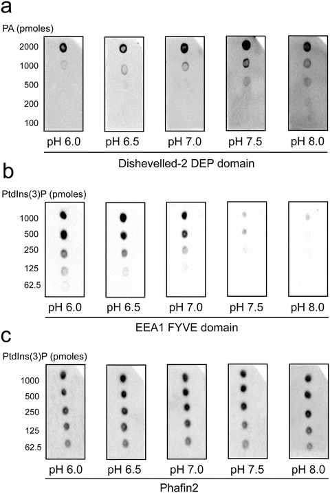 Identification of Lipid Binding Modulators Using the Protein-Lipid ...