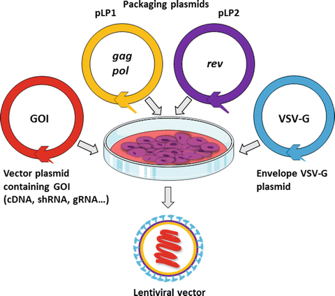 Lentiviral-Mediated Transgenesis in Songbirds | SpringerLink