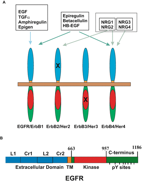 ErbB Receptors and Cancer | SpringerLink