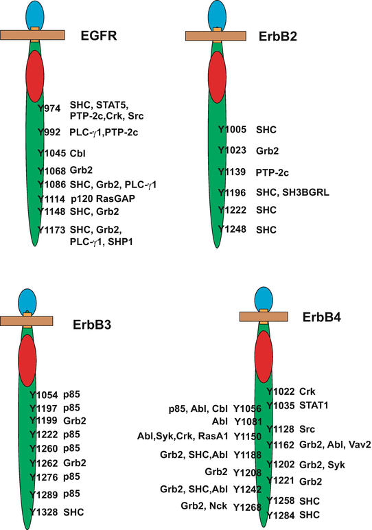 ErbB Receptors and Cancer | SpringerLink