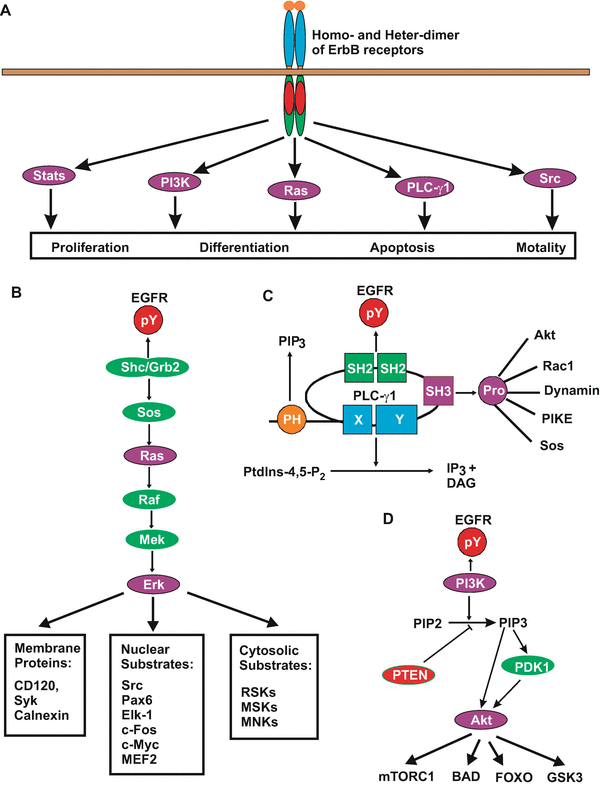 ErbB Receptors and Cancer | SpringerLink