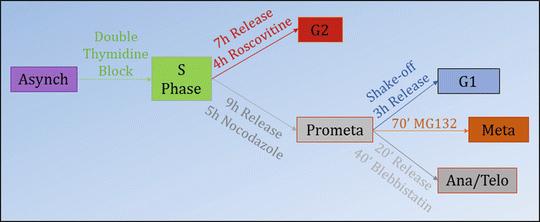 Cell Cycle Synchronization of HeLa Cells to Assay EGFR Pathway Activation | SpringerLink