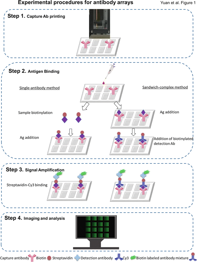 Protein Arrays I: Antibody Arrays | SpringerLink