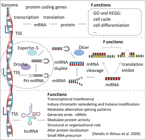 RNA Function Prediction | SpringerLink