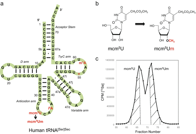Selenocysteine tRNA[Ser]Sec, the Central Component of Selenoprotein ...