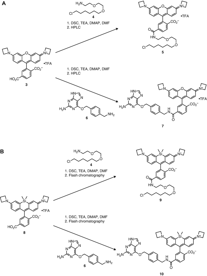 Synthesis of Janelia Fluor HaloTag and SNAP-Tag Ligands and Their Use ...