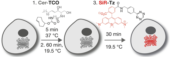 STED Imaging of Golgi Dynamics with Cer-SiR: A Two-Component ...
