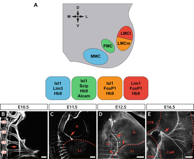 How to Wire the Diaphragm: Wholemount Staining Methods to Analyze ...