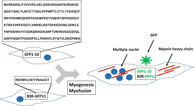 Application of Split-GFP Reassembly Assay to Study Myogenesis and ...