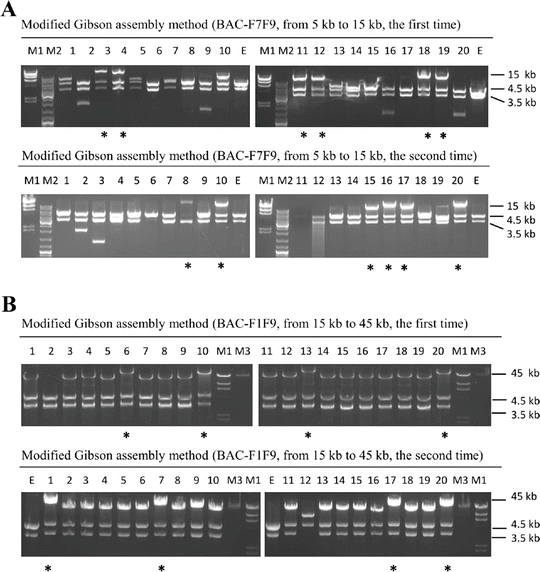 A Modified Gibson Assembly Method for Cloning Large DNA Fragments with ...