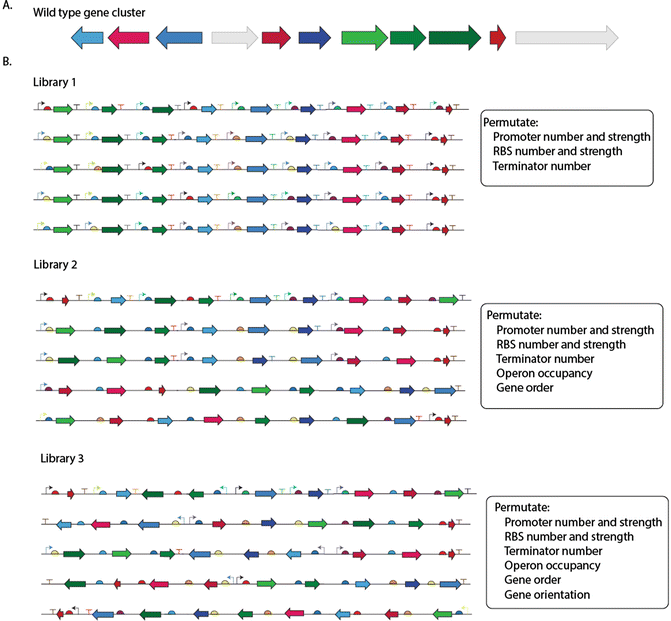 Designing and Implementing Algorithmic DNA Assembly Pipelines for Multi ...