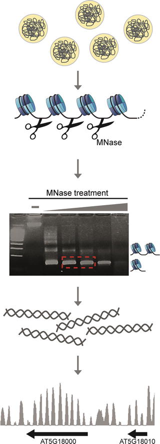 Profiling Nucleosome Occupancy by MNase-seq: Experimental Protocol and ...