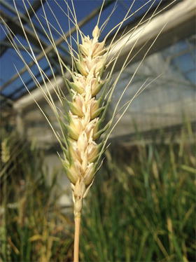 Doubled Haploid Laboratory Protocol for Wheat Using Wheat–Maize Wide ...