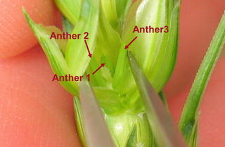 Doubled Haploid Laboratory Protocol for Wheat Using Wheat–Maize Wide ...