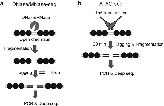 Profiling Open Chromatin Structure in the Ovarian Somatic Cells Using ...