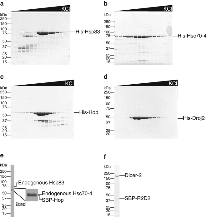 Reconstitution of RNA Interference Machinery | SpringerLink