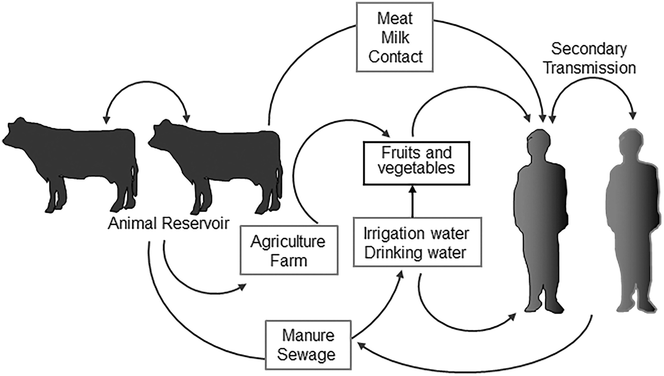 Escherichia coli | SpringerLink