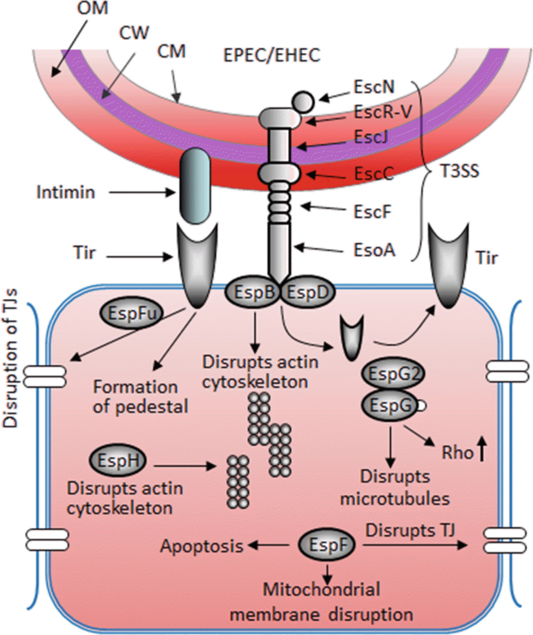 Escherichia coli | SpringerLink