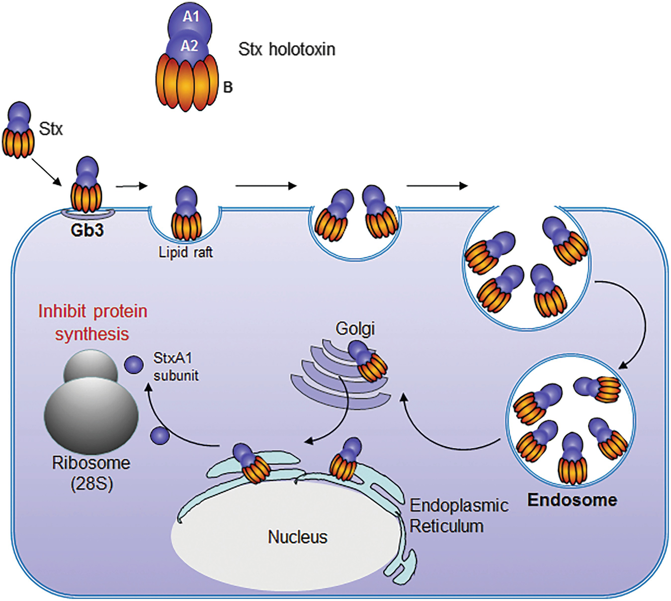 Escherichia coli | SpringerLink