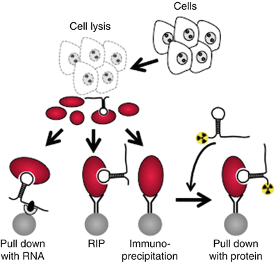 Analysis of lncRNA-Protein Interactions by RNA-Protein Pull-Down Assays and RNA ...