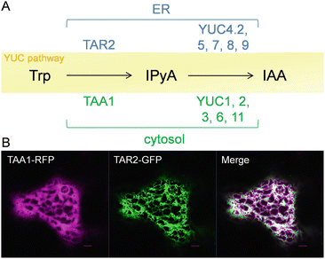 ER Microsome Preparation in Arabidopsis thaliana | SpringerLink