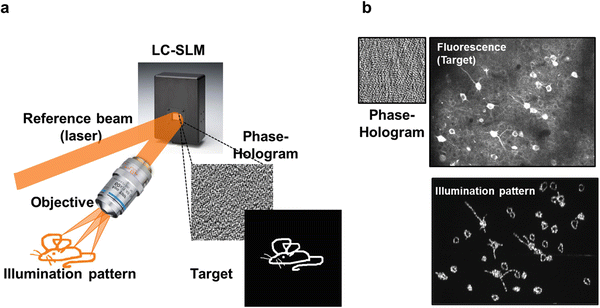 Two-Photon Optogenetics by Computer-Generated Holography | SpringerLink