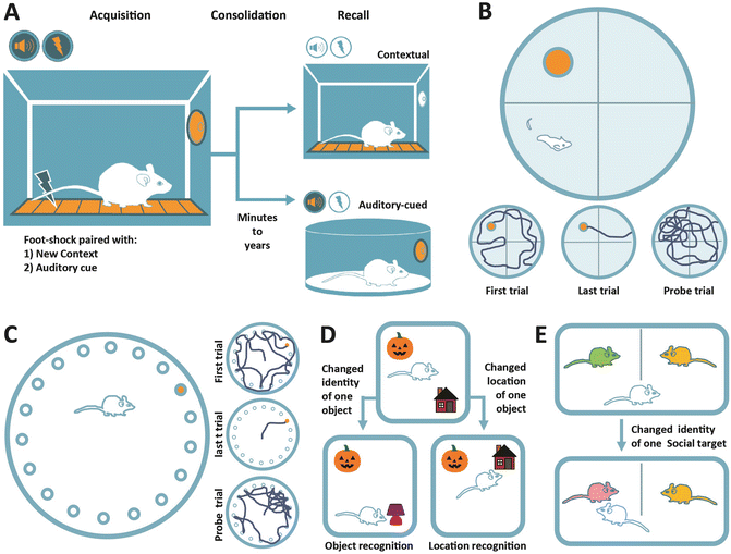 Employing Optogenetics in Memory Research | SpringerLink
