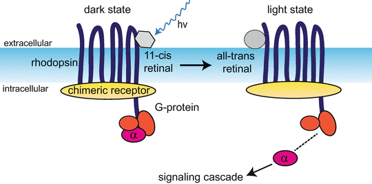 Optogenetic Control of Intracellular Signaling: Class II Opsins ...