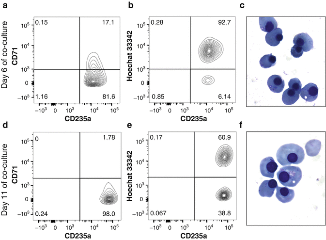 Growing and Genetically Manipulating Human Umbilical Cord Blood-Derived ...