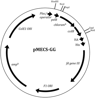 Construction of High-Quality Camel Immune Antibody Libraries | SpringerLink