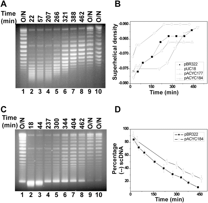 DNA Supercoiling Measurement in Bacteria | SpringerLink