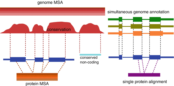Comparative Genome Annotation | SpringerLink