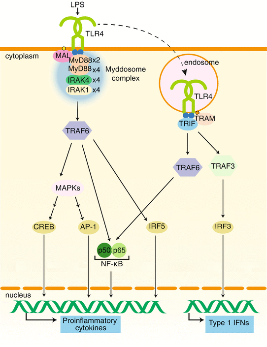 Generation of Innate Immune Reporter Cells Using Retroviral ...