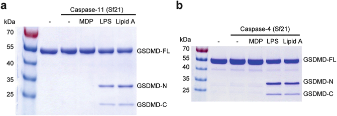 Inflammatory Caspases: Activation and Cleavage of Gasdermin-D In Vitro ...