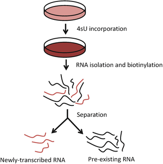 Metabolic Labeling of Newly Synthesized RNA with 4sU to in Parallel ...