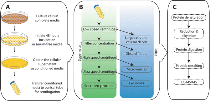 Proteomic Profiling of Secreted Proteins, Exosomes, and Microvesicles ...