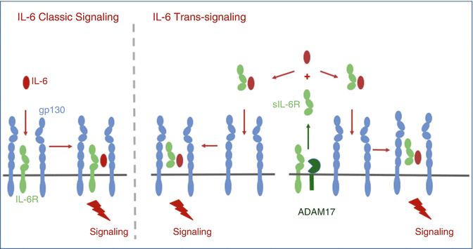 Dissecting Interleukin-6 Classic- and Trans-Signaling in Inflammation and Cancer | SpringerLink