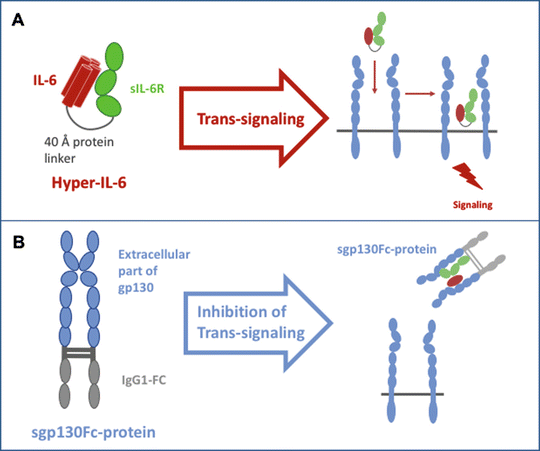 Dissecting Interleukin-6 Classic- and Trans-Signaling in Inflammation and Cancer | SpringerLink