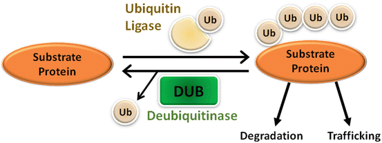 Targeting Deubiquitinases in Cancer | SpringerLink